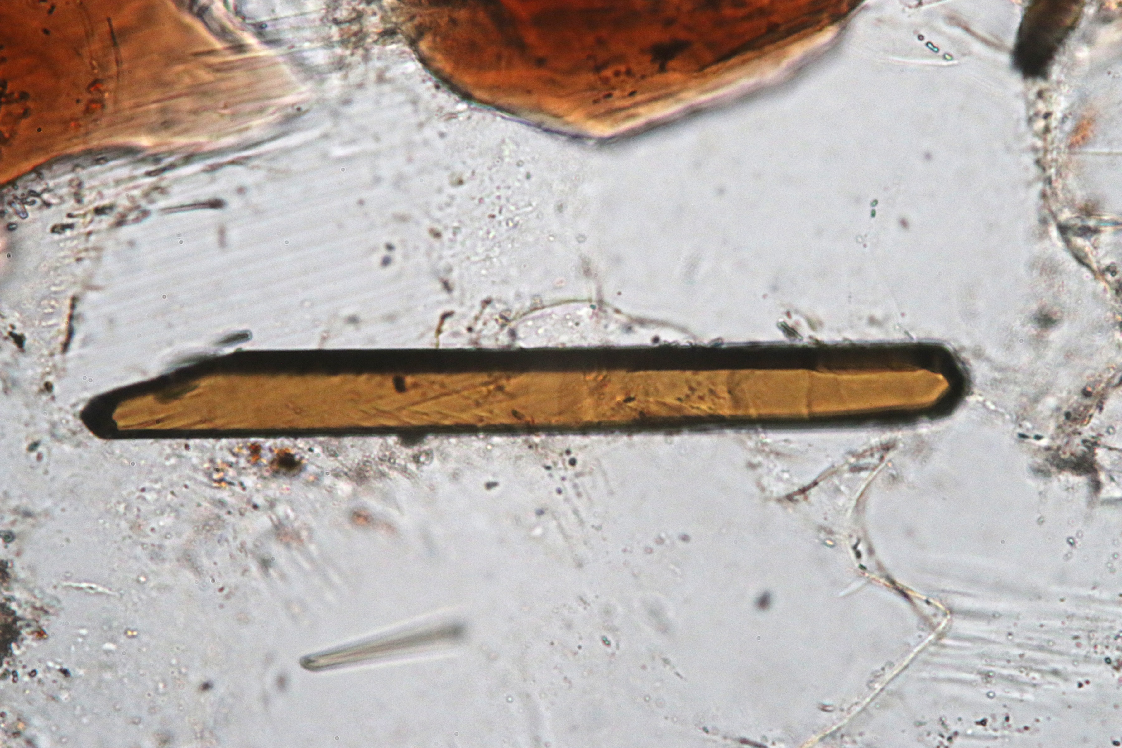 Minerals In Thin Section
