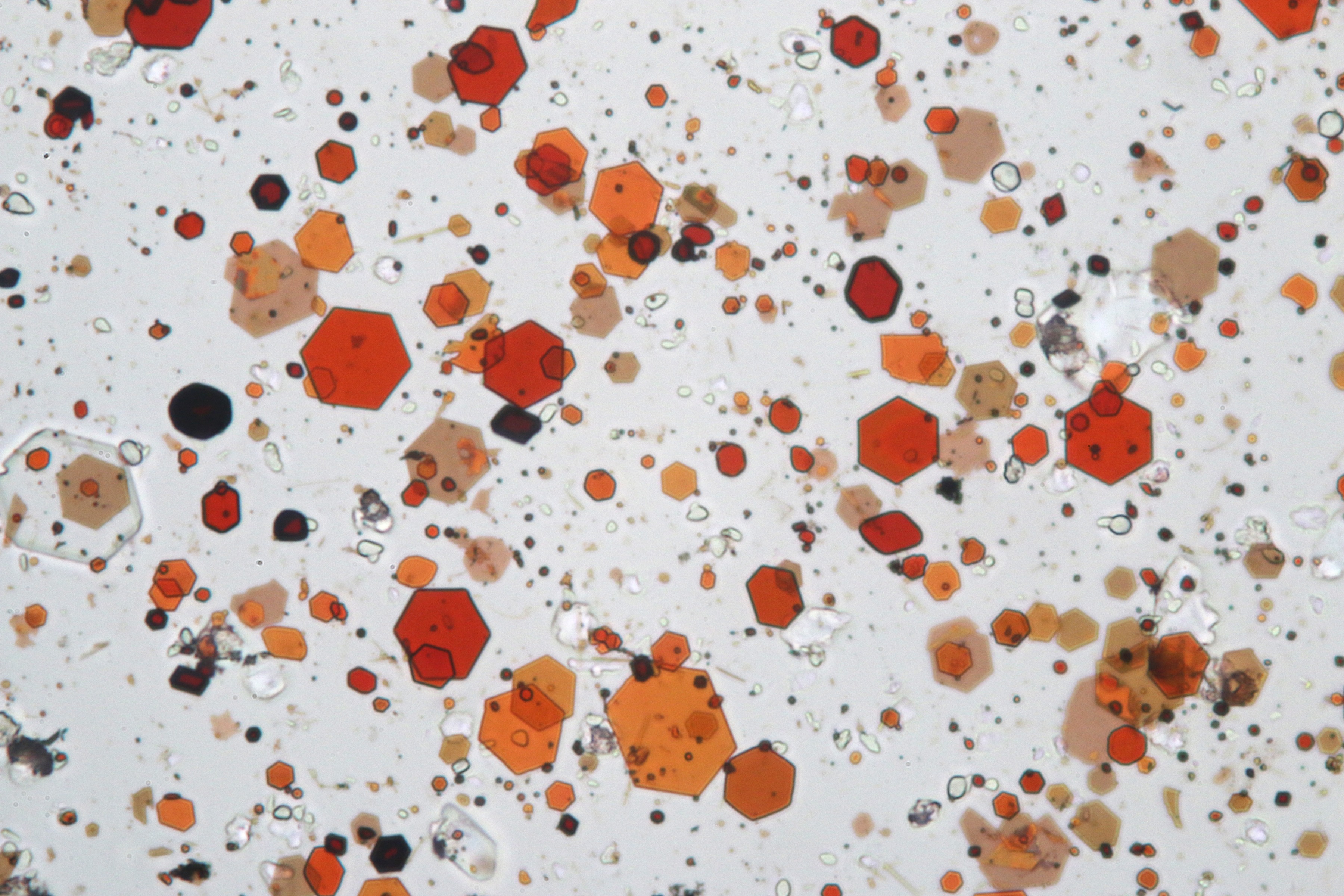 Minerals In Thin Section